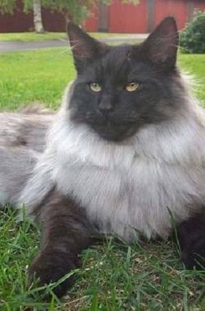 Black Smoke Cat - All You Need To Know