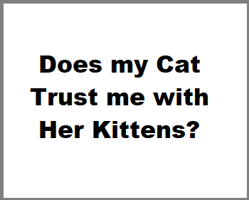 Does my Cat Trust me with Her Kittens? - iKittyCat [Must Know]
