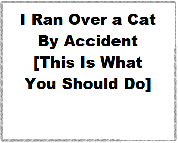 I Ran Over a Cat By Accident - iKittyCat This Is What You Should Do