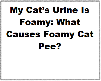 Foamy Cat's Urine: What Causes Foamy Cat Pee? - iKittyCat